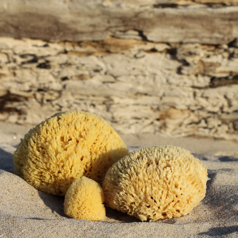 Wool Bath Sea Sponge – BROOK FARM GENERAL STORE