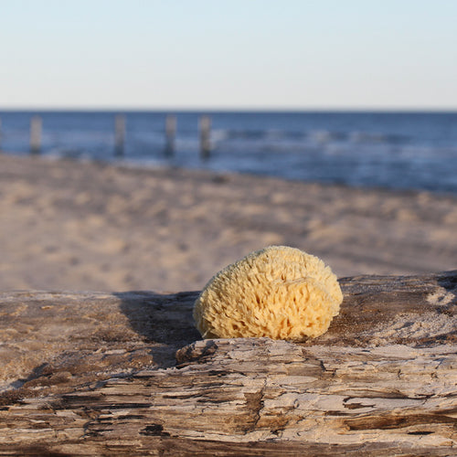 Wool Bath Sea Sponge – BROOK FARM GENERAL STORE